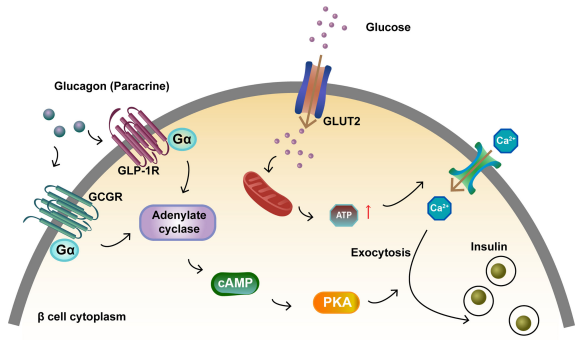 千億市場，GLP-1R/GCGR/GIPR/FGF21降糖減重明星靶點強勢入局 - 最新消息 - 勁碩生物科技有限公司 GeneServ ...
